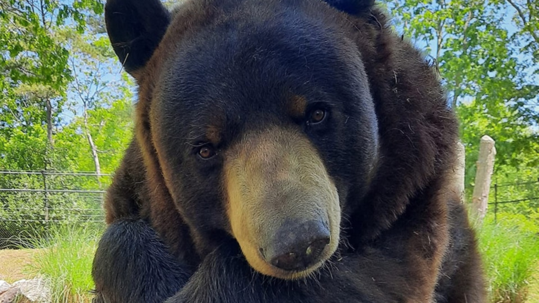 Cape May County Zoo Mourns Loss of Beloved Black Bear, Cody - Wildwood Video Archive