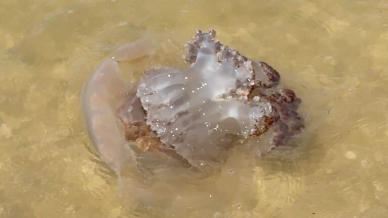 Why Are These Jellyfish Washing Up in Cape May County? - Cannonball ...