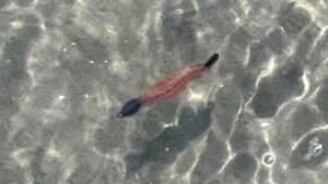 What Are Those Strange Red Worms At The Jersey Shore? Meet the Cinder ...