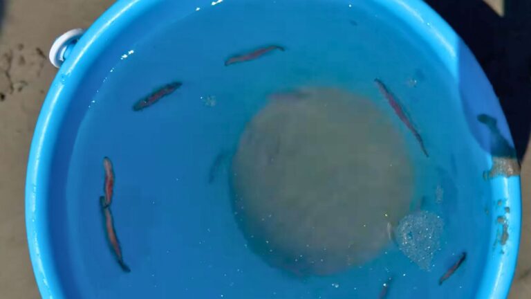 What Are Those Strange Red Worms At The Jersey Shore? Meet the Cinder ...