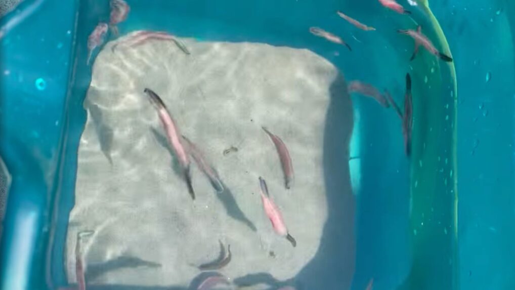 What Are Those Strange Red Worms At The Jersey Shore? Meet the Cinder ...