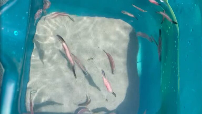 What Are Those Strange Red Worms At The Jersey Shore? Meet the Cinder ...