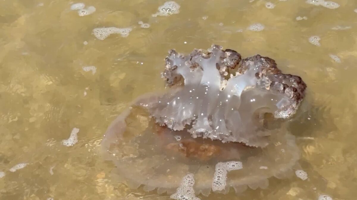 Why Are These Jellyfish Washing Up in Cape May County? - Cannonball ...