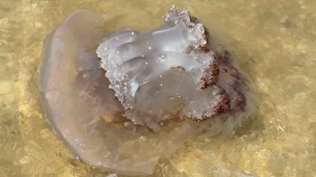 Why Are These Jellyfish Washing Up in Cape May County? - Cannonball ...
