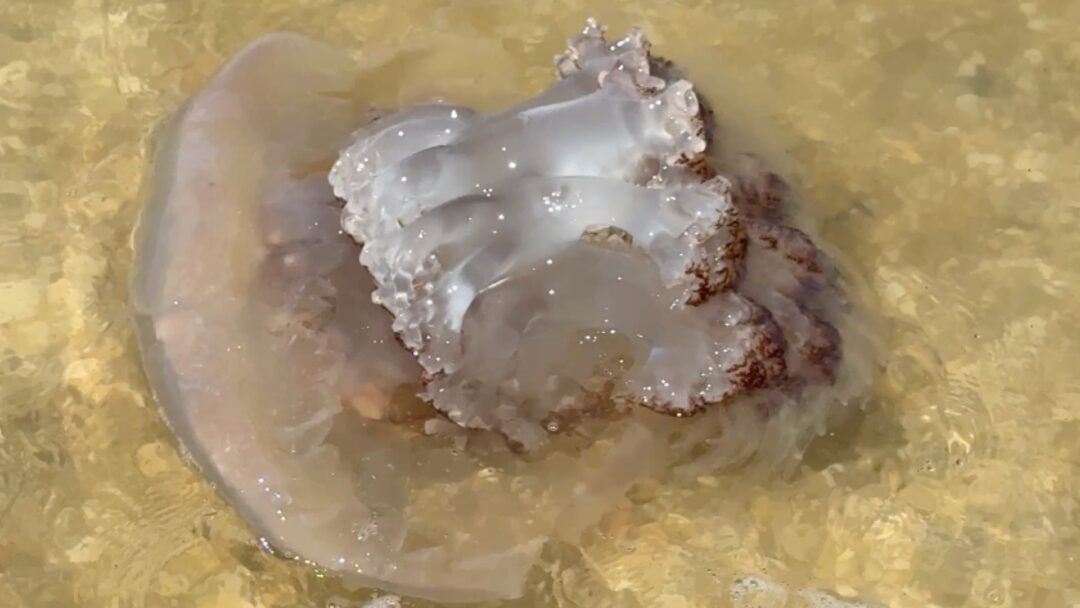 Why Are These Jellyfish Washing Up in Cape May County? - Cannonball ...
