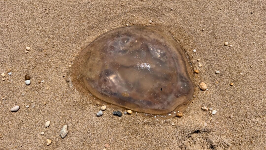 Why Are These Jellyfish Washing Up in Cape May County? - Cannonball ...