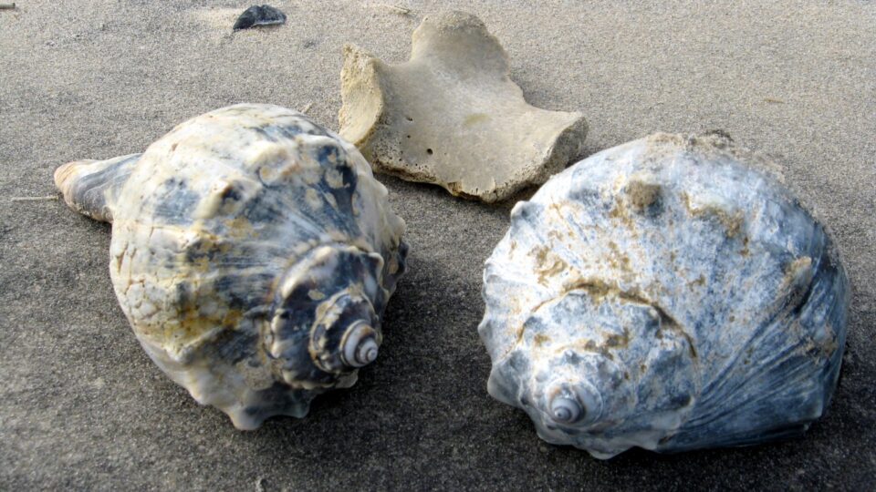 Here is Why There Are So Many Whelk Shells on New Jersey Beaches ...
