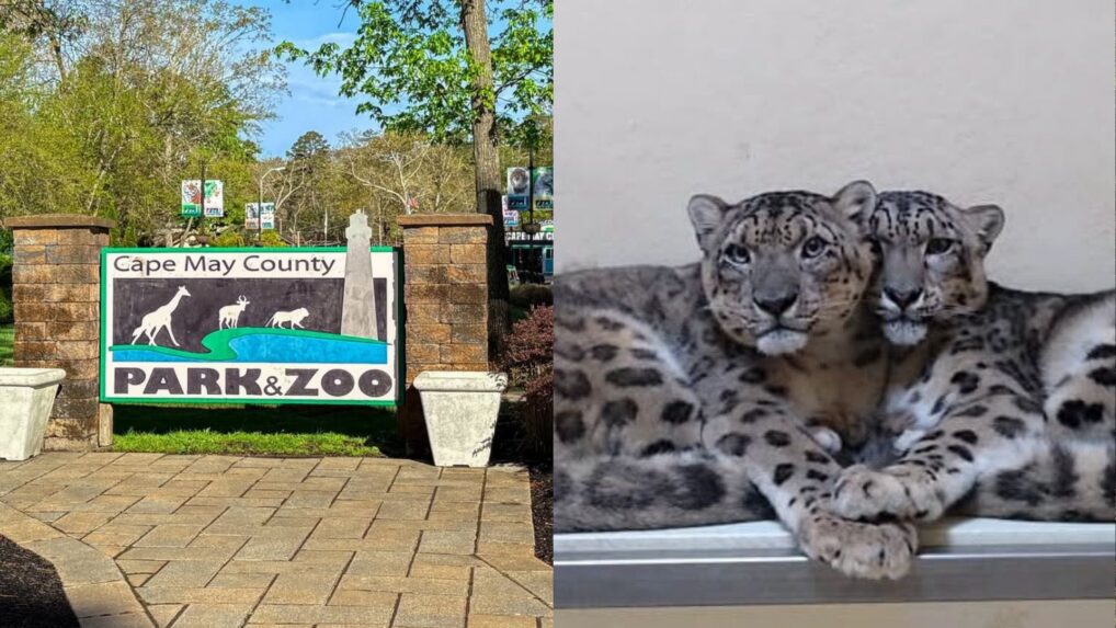 Cape May County Zoo Announces Passing of Snow Leopards Maliha and ...